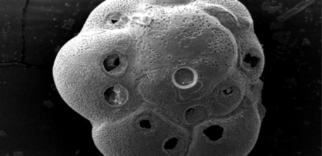 Pure foraminifera as microanalytical reference material – NFHS-2-Nano ...